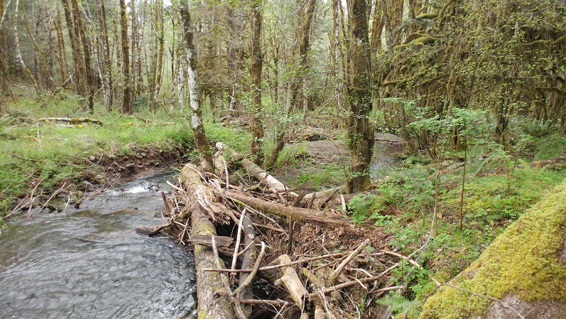Habitat Diversity in Streams « TreeTopics