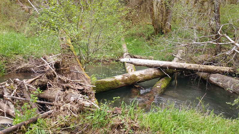 Habitat Diversity in Streams « TreeTopics