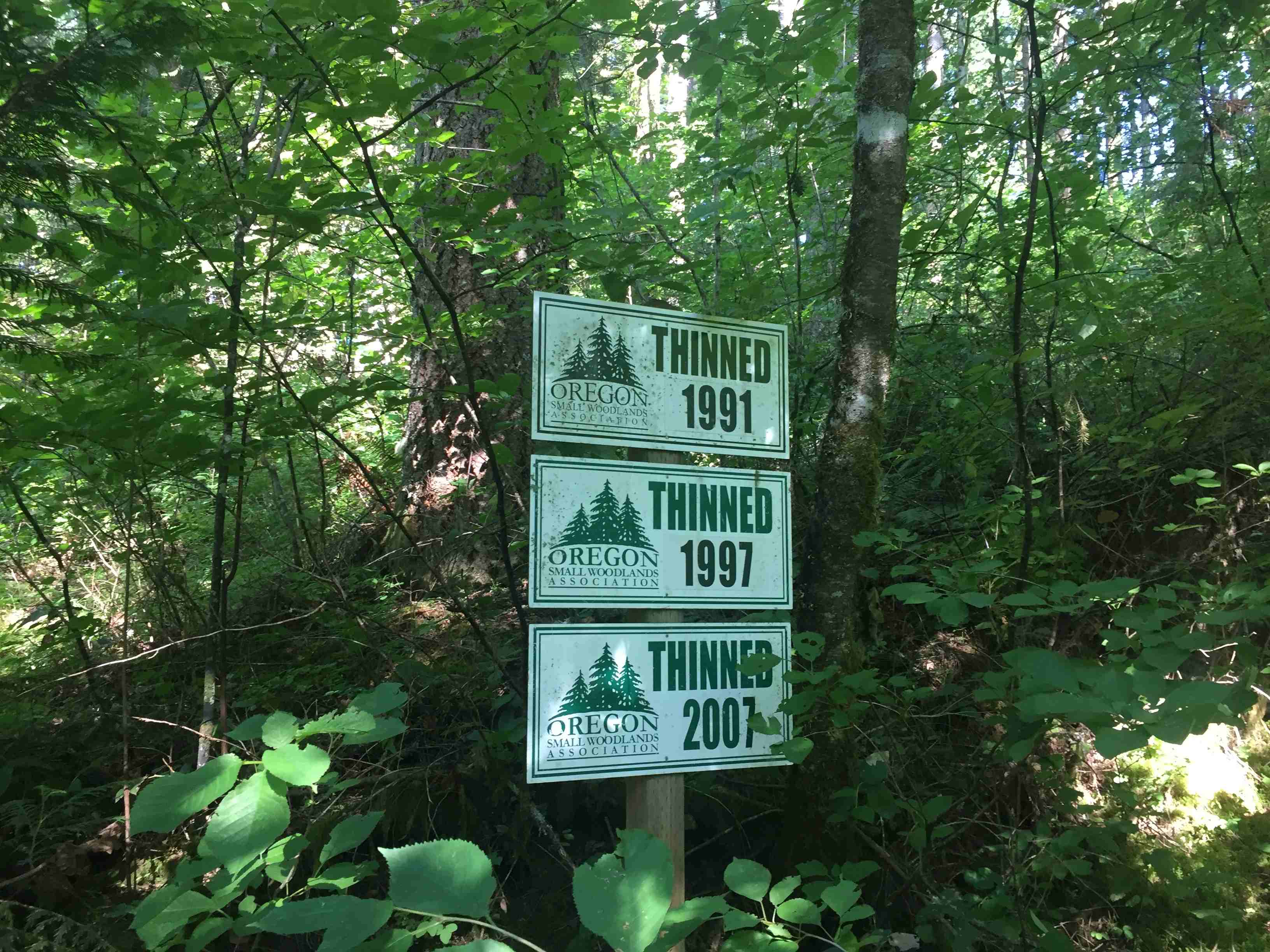 Thinning and selective management of maturing Douglas-fir forests (part ...