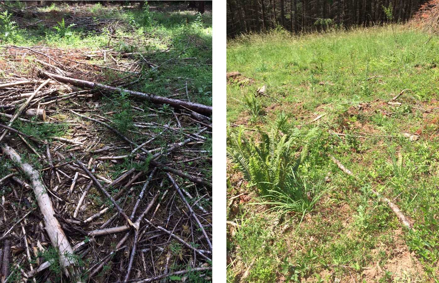 Don’t want to burn? Other options for treating slash after a timber ...