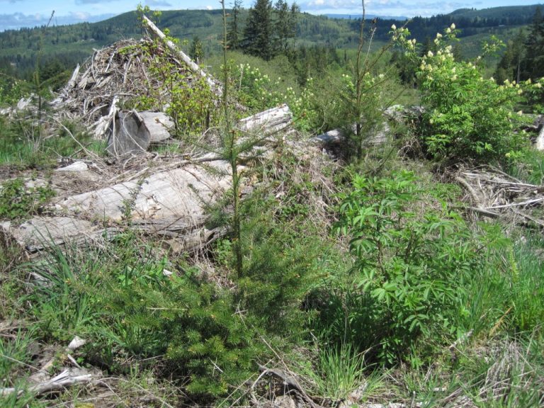 Don’t want to burn? Other options for treating slash after a timber ...