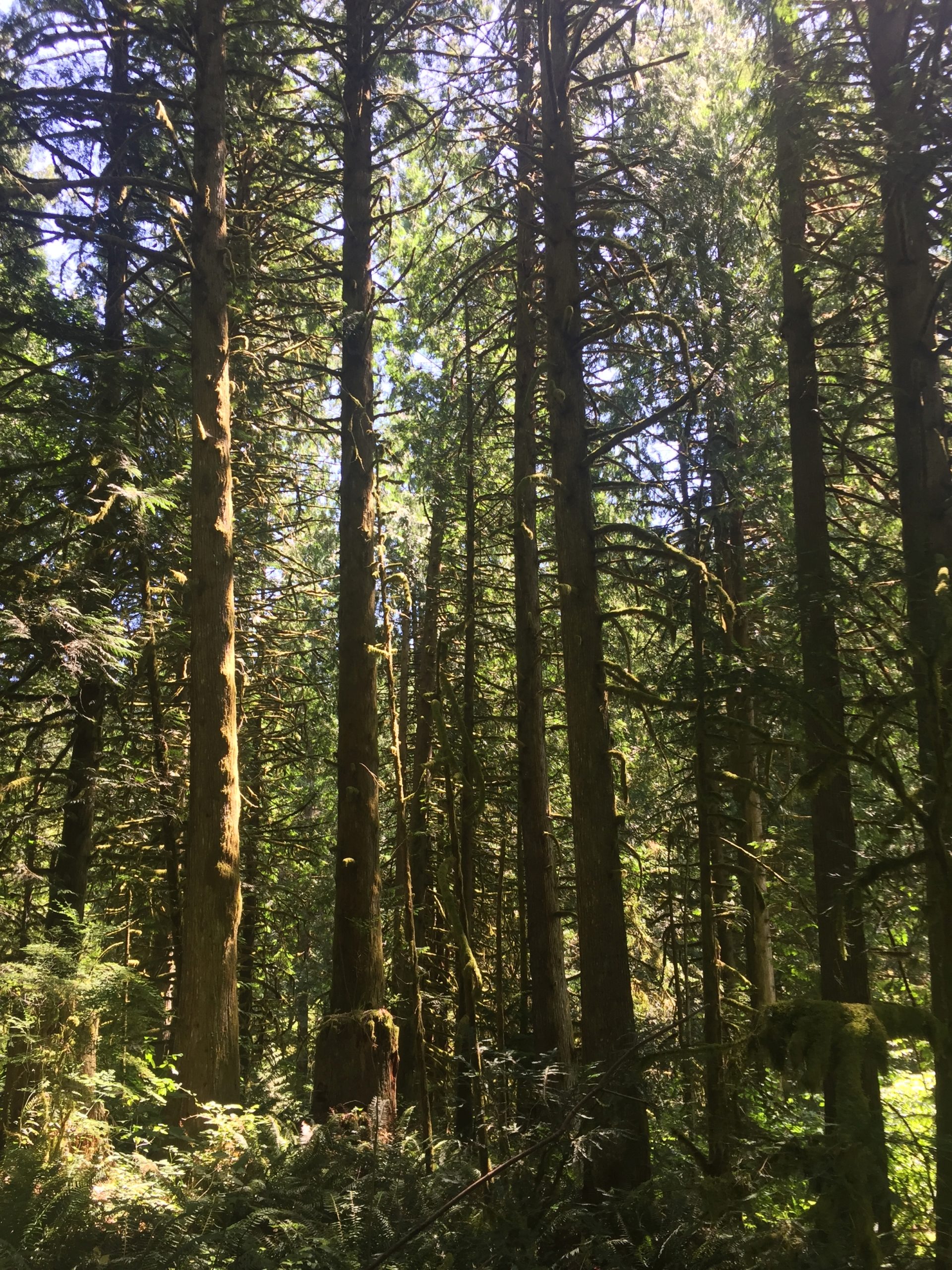 Thinning and selective management of maturing Douglas-fir forests (Part ...