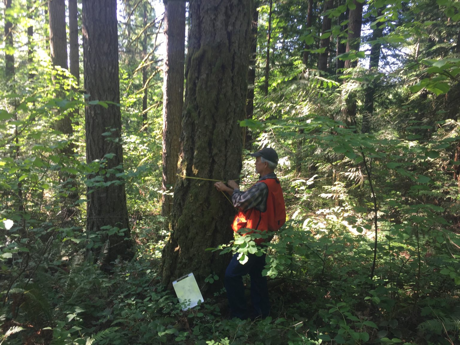 Thinning and selective management of maturing Douglas-fir forests (Part ...