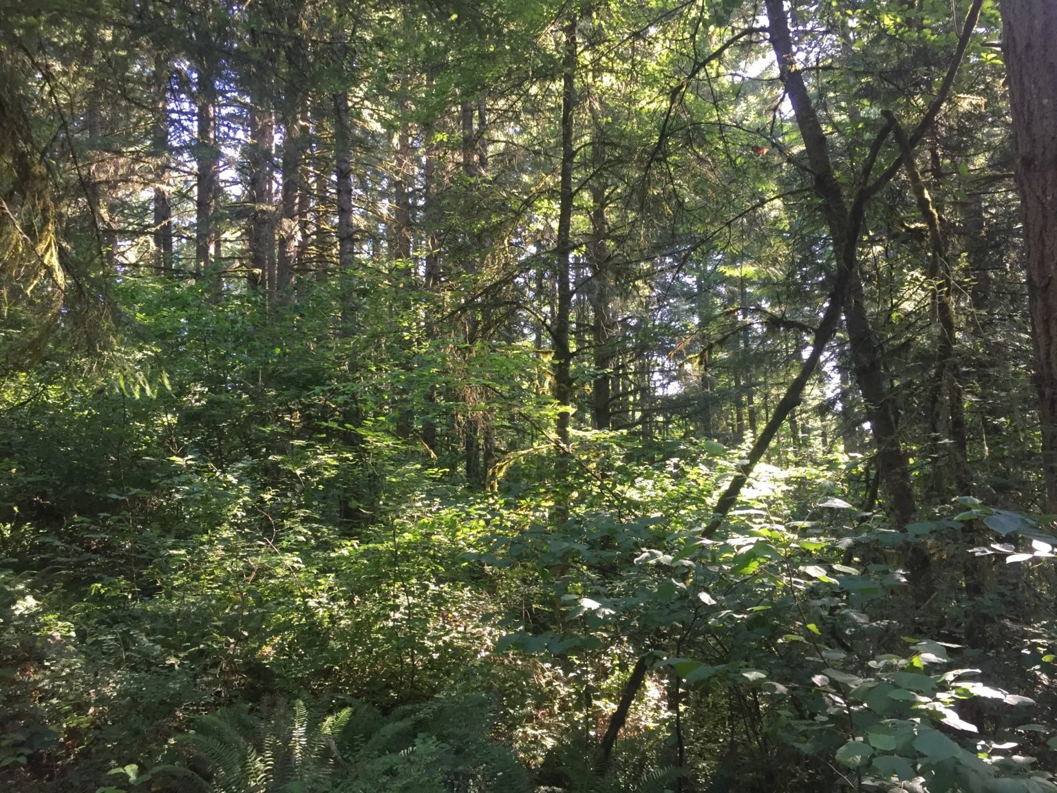Thinning and selective management of maturing Douglas-fir forests (Part ...