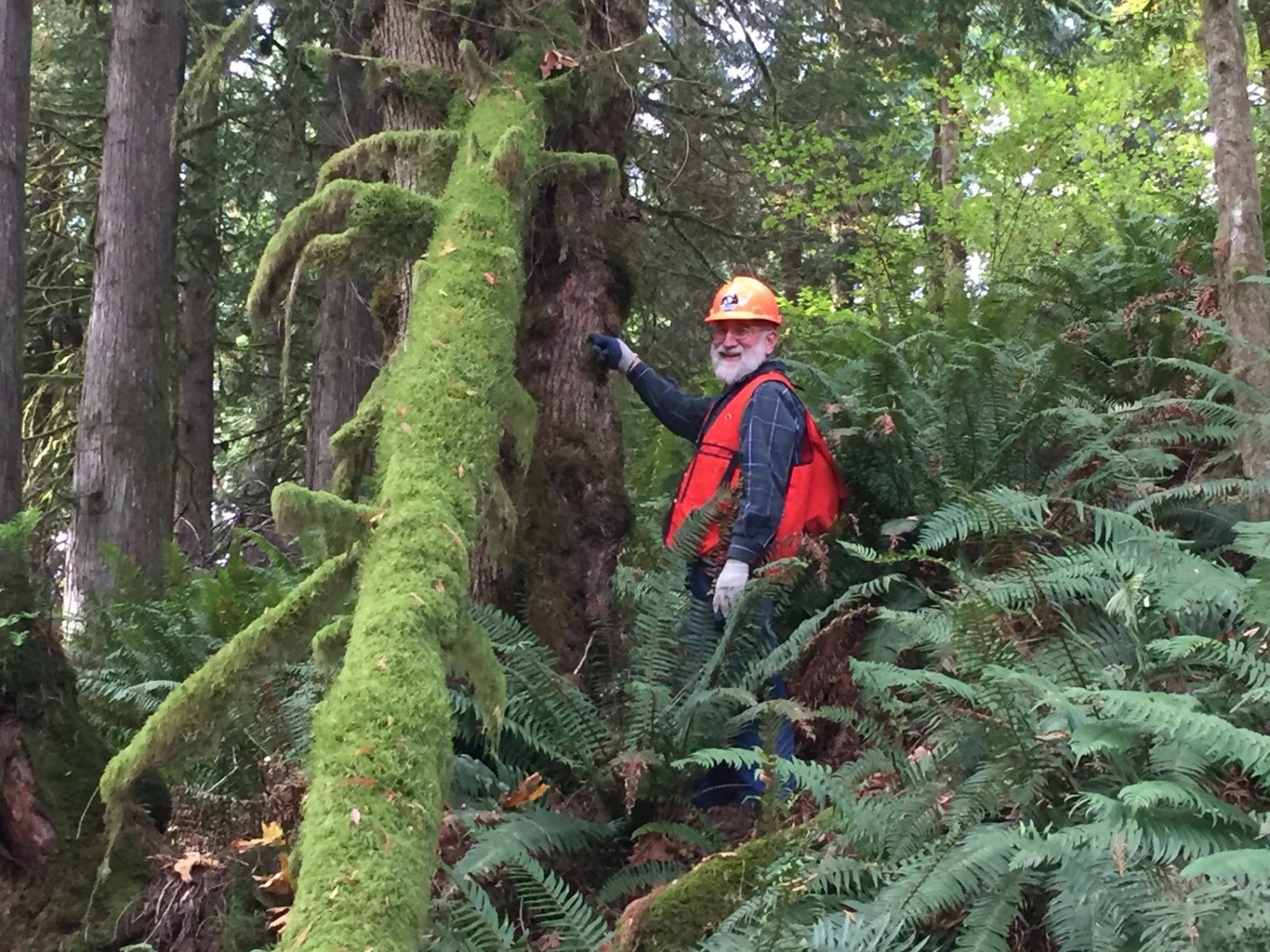 Thinning and selective management of maturing Douglas-fir forests (Part ...