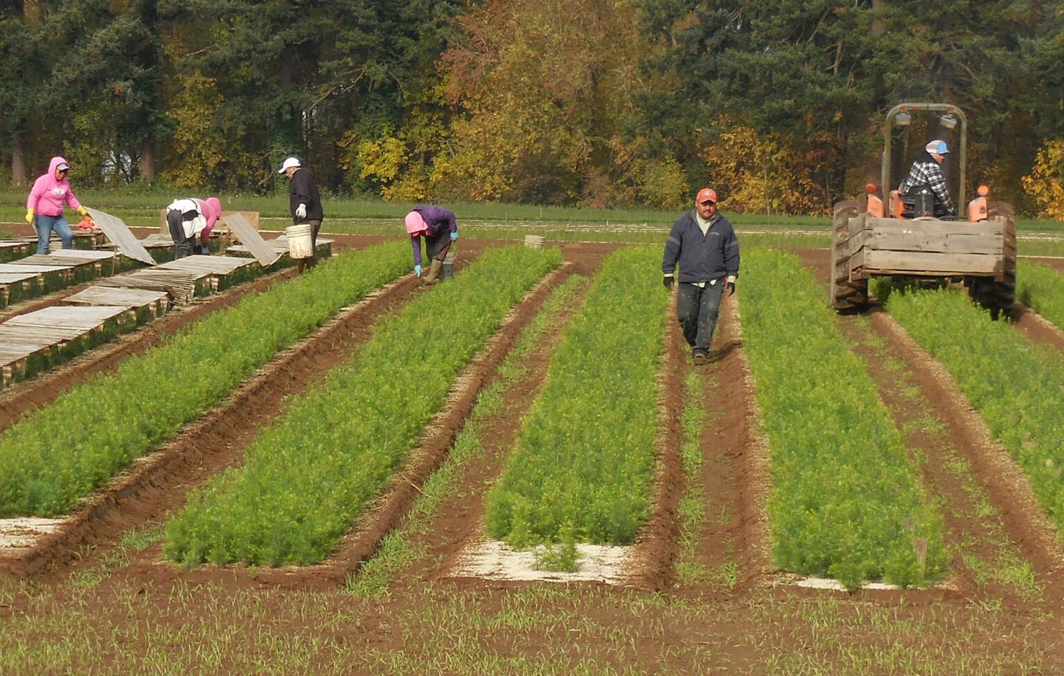 tree planting « TreeTopics