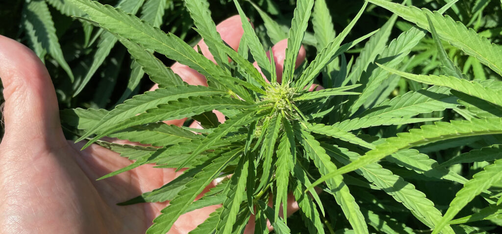 Hemp Industrial Materials Supply Chain Workshop - 2024 Hemp Materials ...