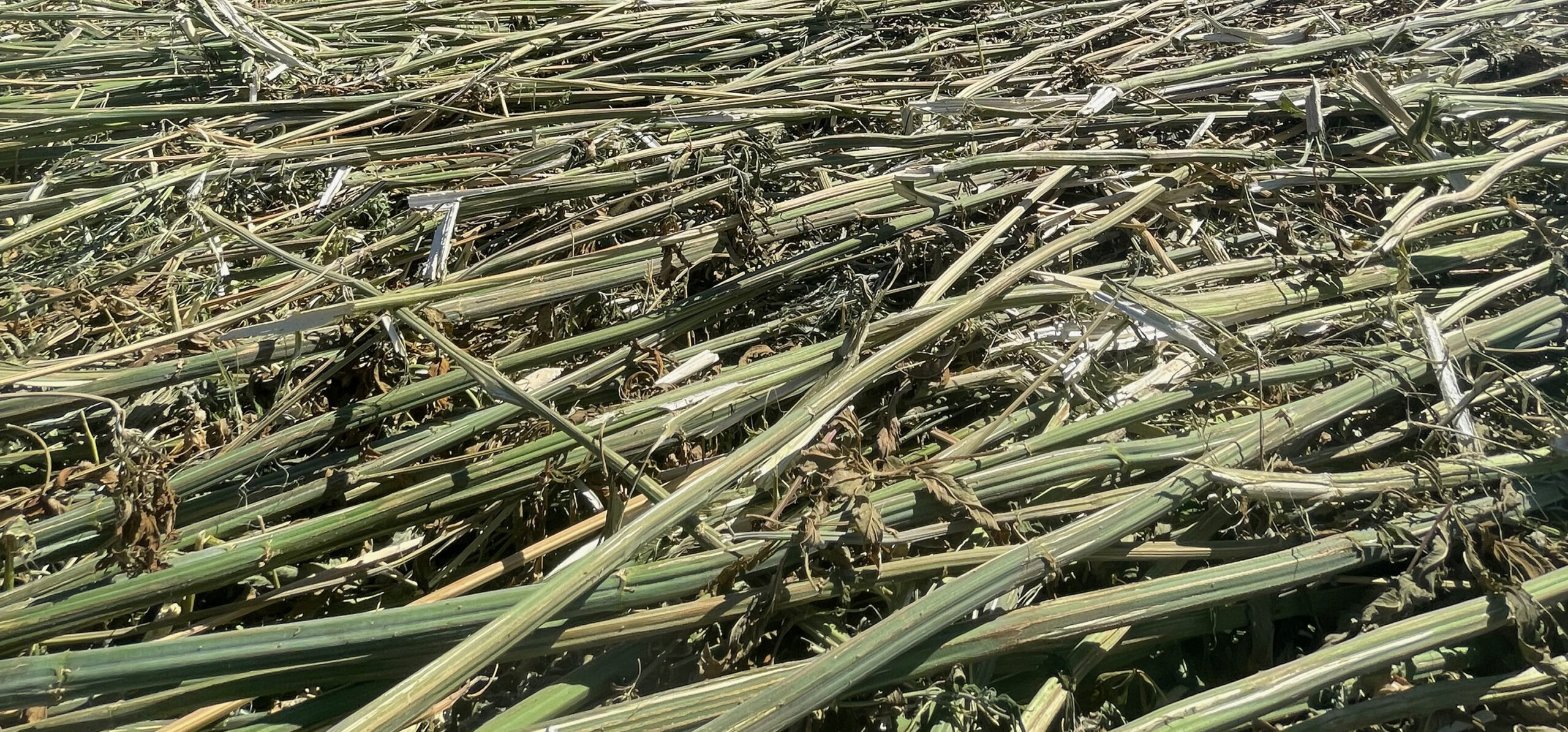 Committee & Contacts - 2024 Hemp Materials Workshop