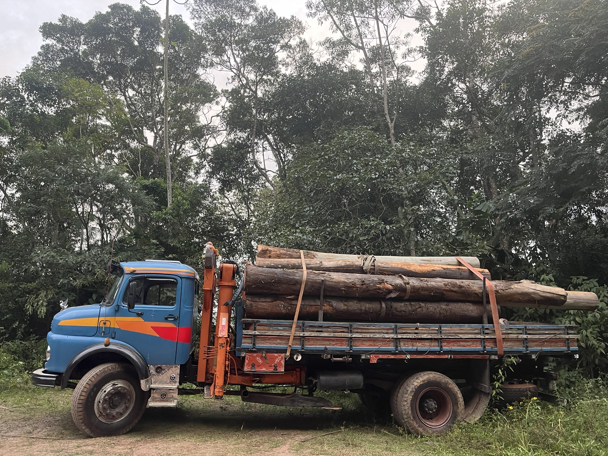 Compiling species abundances following forest management globally