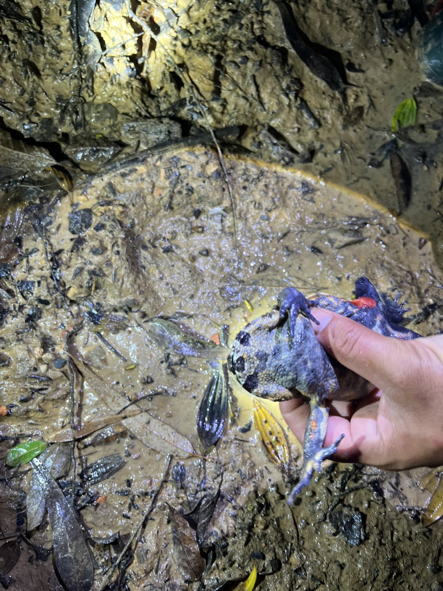 Compiling species abundances following forest management globally