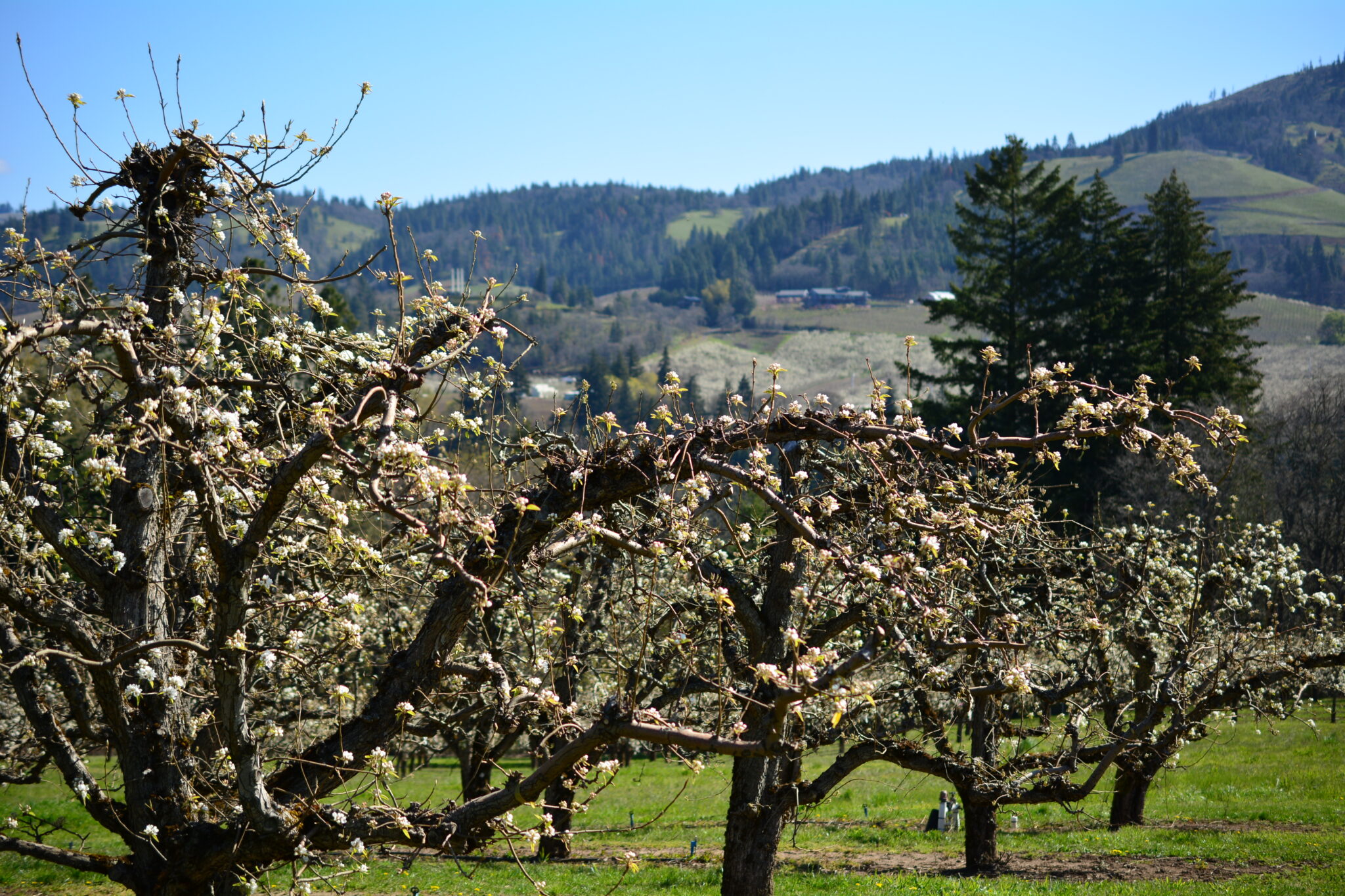 Tree Fruit Horticulture & Physiology Lab | Sustaining Orchards ...