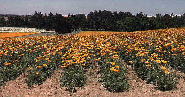 Flower seed production « Seed Production