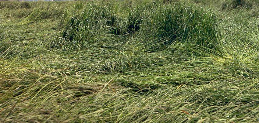 Lodging control in grass seed crops « Seed Production