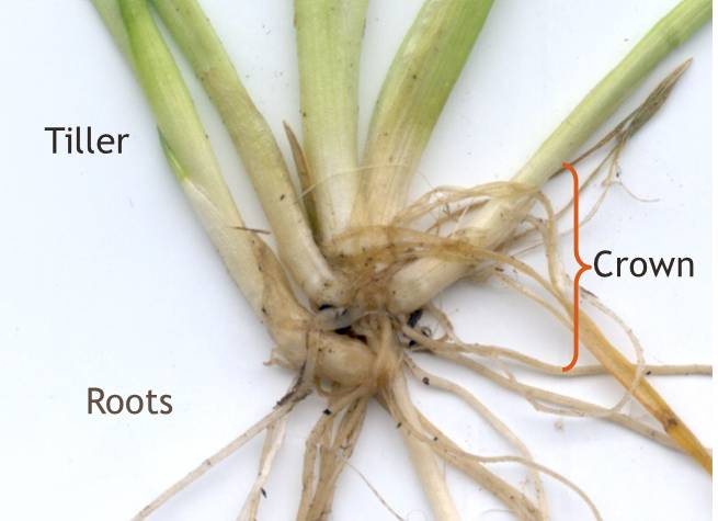 Tillers Rhizomes And Stolons Seed Production