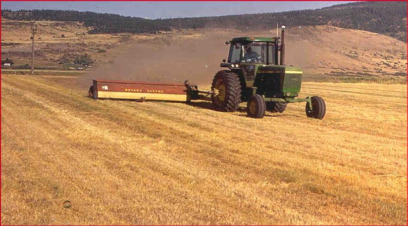 Is flailing after baling required for good seed yields in grass seed ...