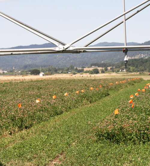 Red clover « Seed Production